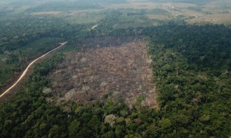 Combate a incêndios e desmatamento recebem aporte de R$ 337 milhões ...