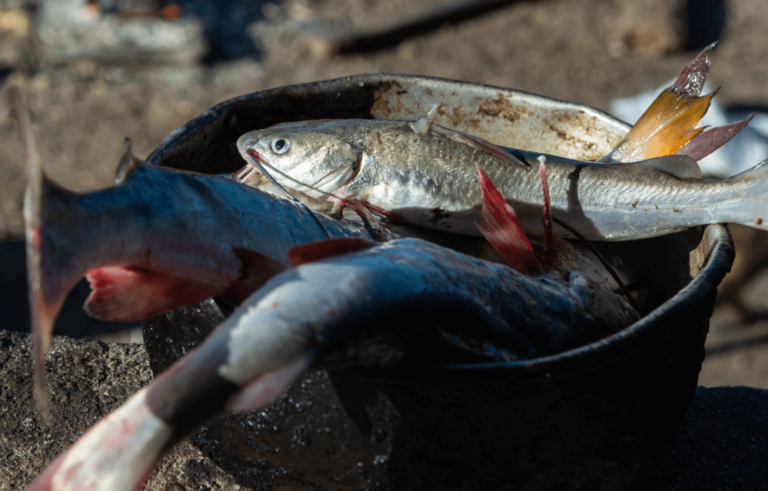 'Gurijuba, não vi mais': falta de peixe afeta alimentação de ...