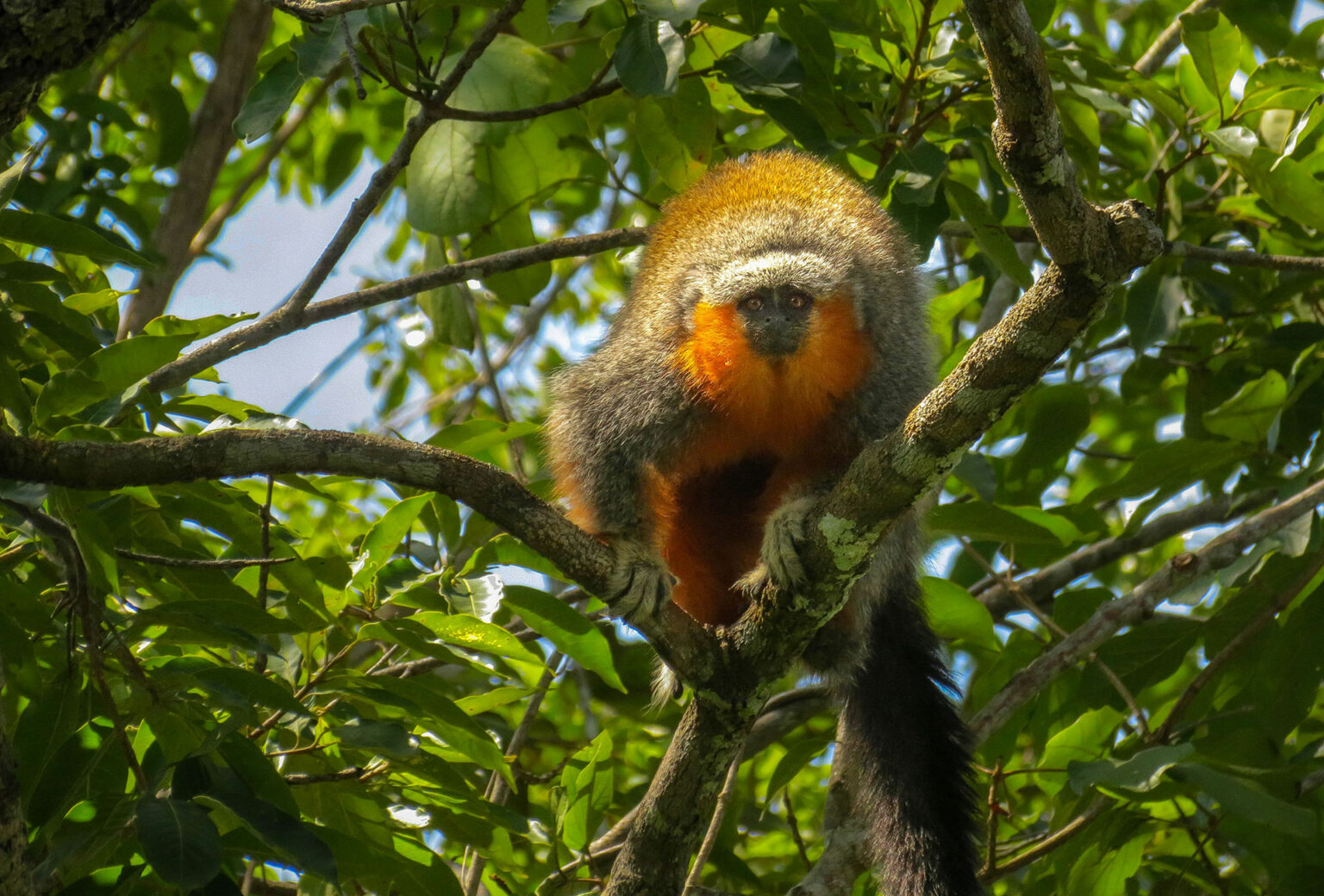 Primata zogue-zogue: Mal foi descoberto e já corre risco de ser extinto ...